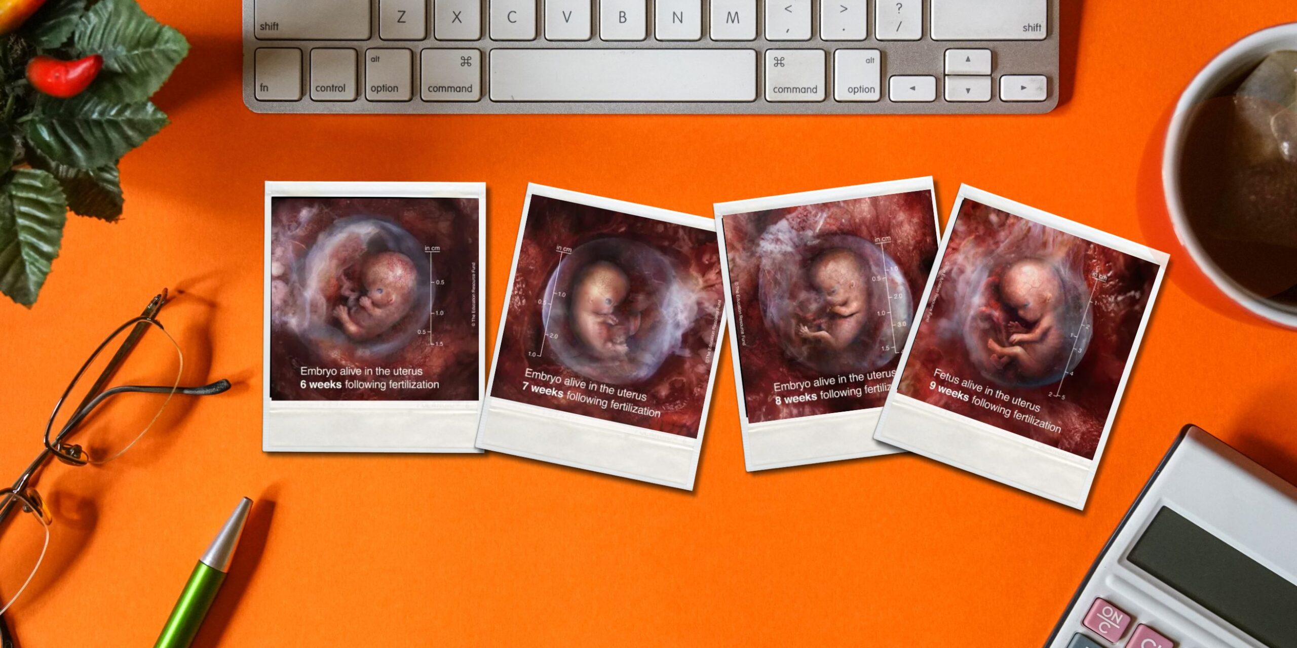 Baby Development - postabortsupport.org.uk